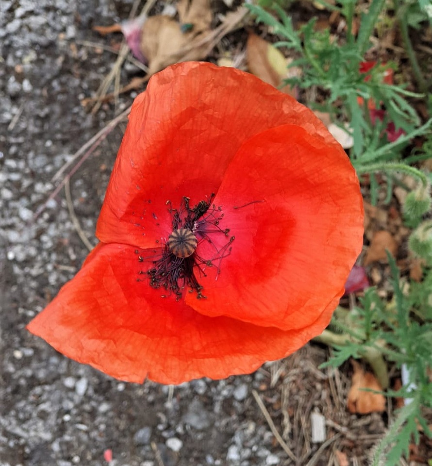Poppy Picture | YellowBalloon | Blipfoto