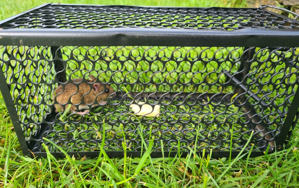 Not a Rat | Puffin | Blipfoto