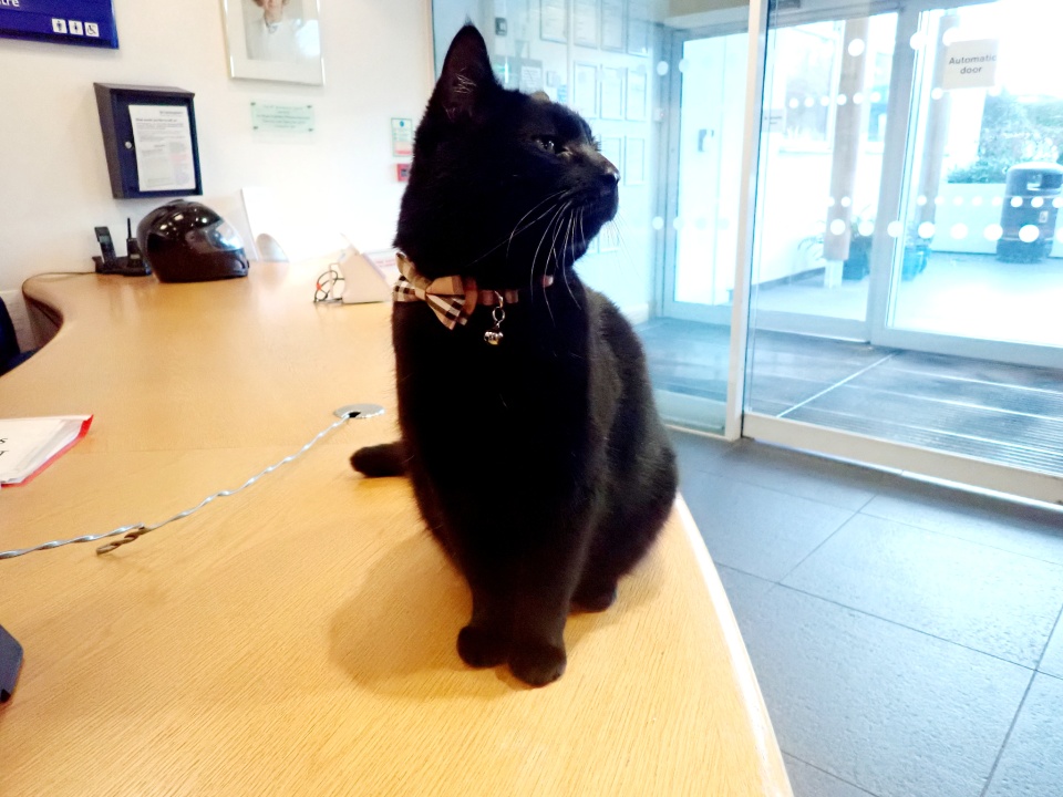 Colin the cat | spishy | Blipfoto