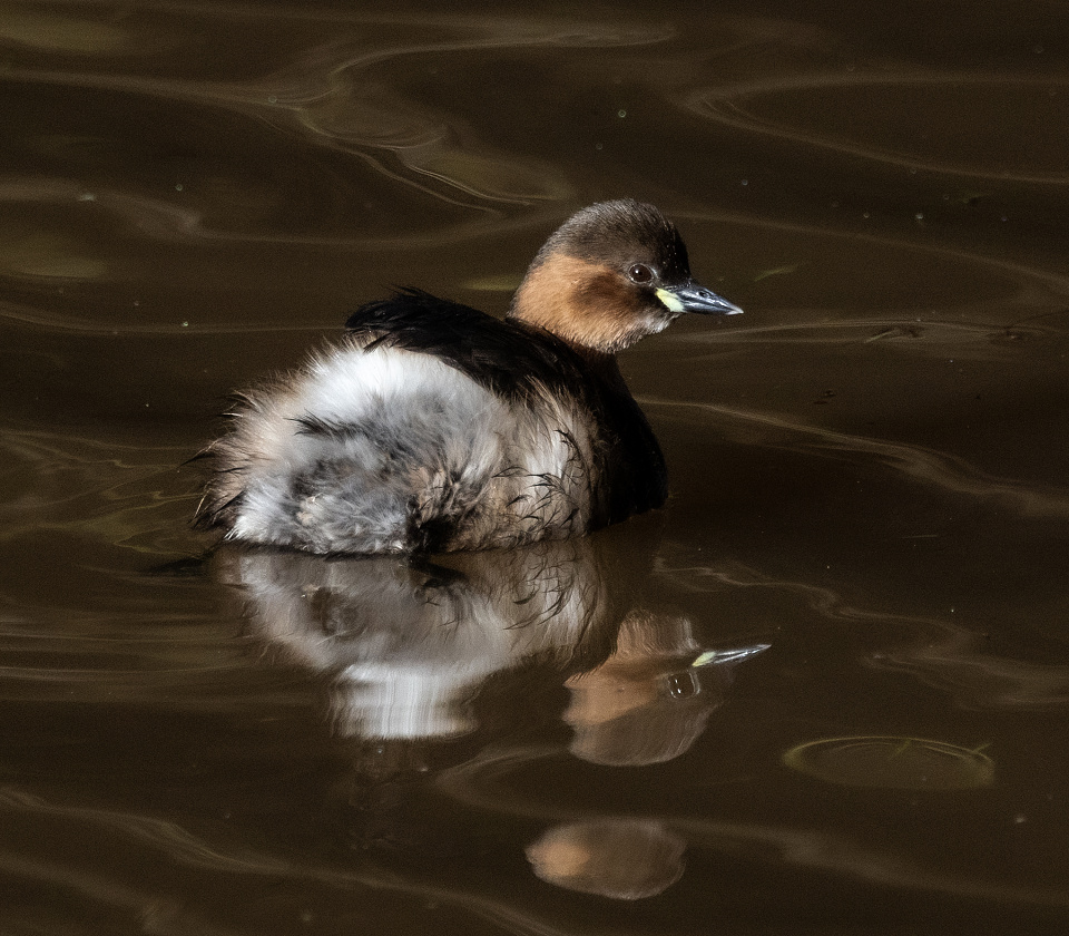 Little Grebe | Hillyblips | Blipfoto