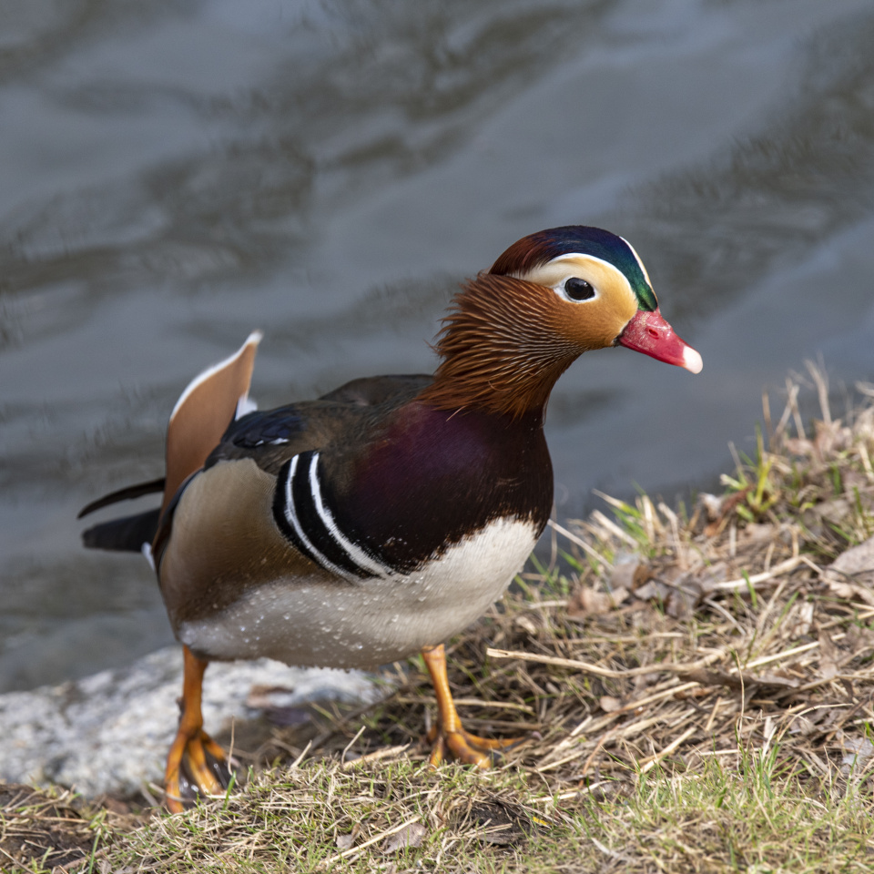 Mandarinand | MatsLarsAnd | Blipfoto