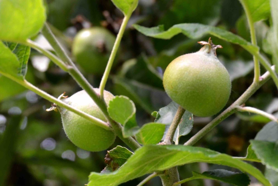 Discovery Apples | GrumpyOldGit | Blipfoto