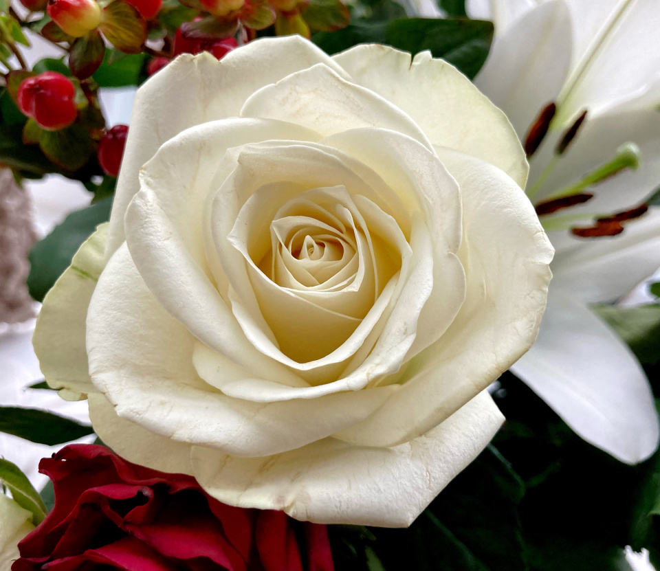 Yorkshire Rose | mambo | Blipfoto