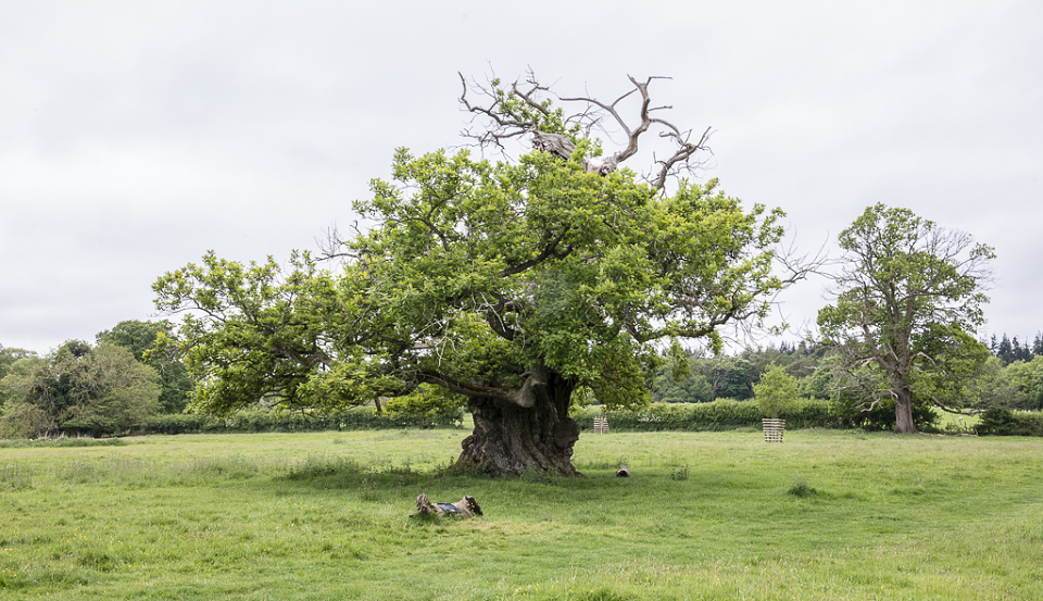 Oak pollard | lathyrus | Blipfoto