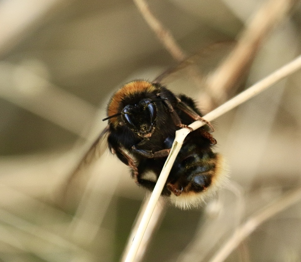 Bee sunshine | Viking | Blipfoto