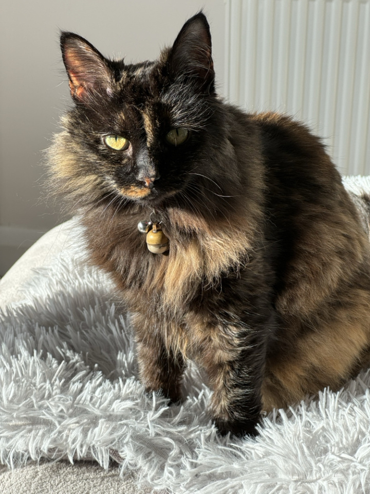 Cat on a mat | pixelstate | Blipfoto