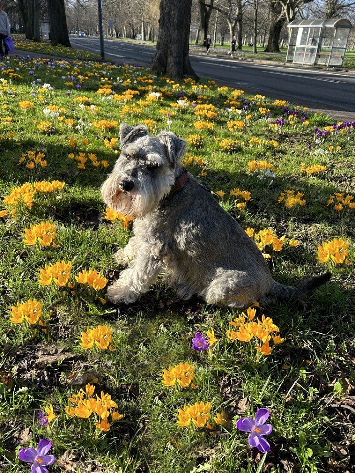 SPRING? | LadyMarchmont | Blipfoto