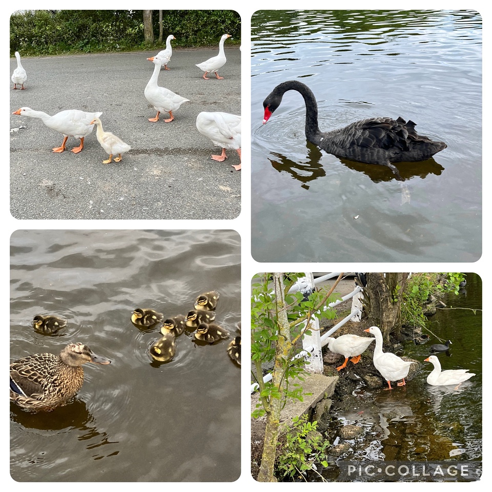 Ducks and geese | euniceM | Blipfoto