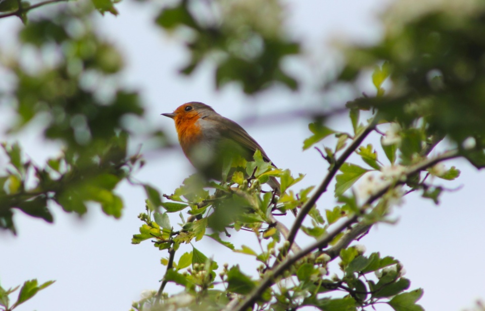 Robin | monkey | Blipfoto