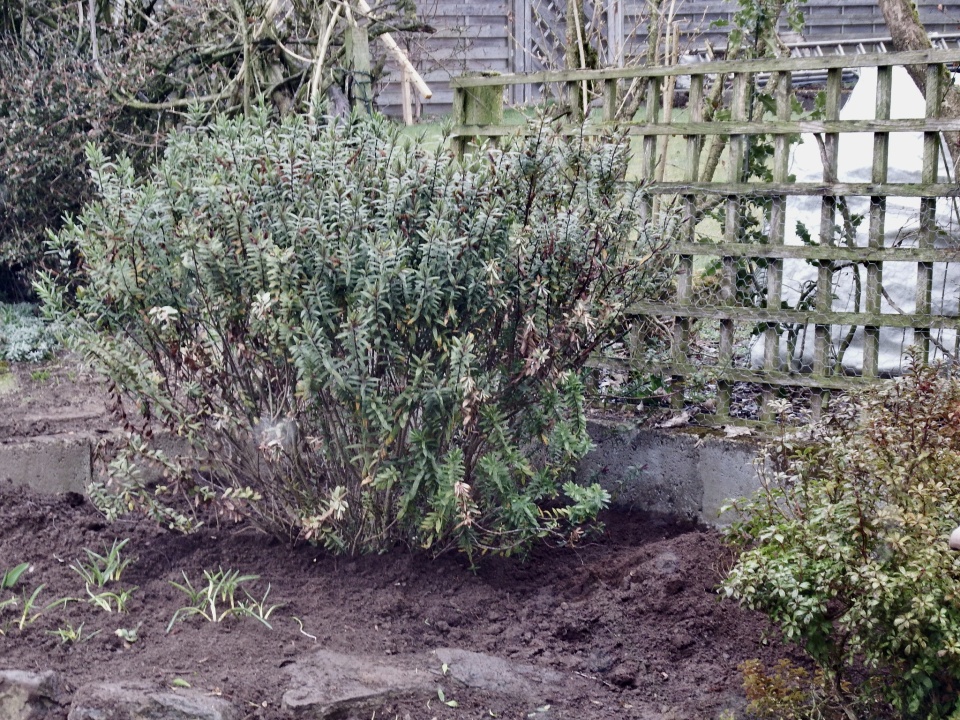 Hebe Jeebies | ANewDay | Blipfoto