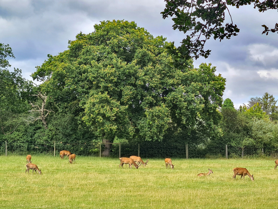 Lyth Hill Local Nature Reserve | Ingleman | Blipfoto