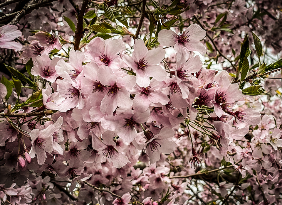 Spring...Is busting out all over....... | TussockTales | Blipfoto