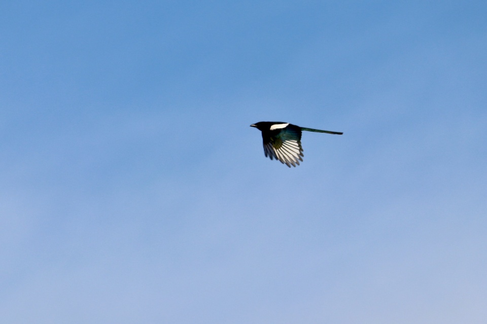 magpie on the fly | stillandknow | Blipfoto