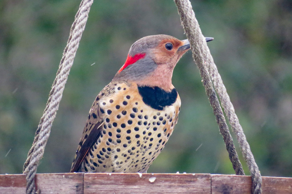 Northern flicker | KathyH58 | Blipfoto