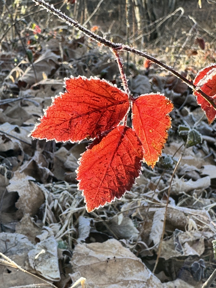 Frosty and Festive | Kimb | Blipfoto