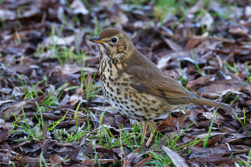 Skulking | JDO | Blipfoto