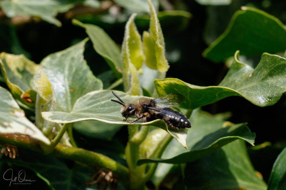 Melecta albifrons | JDO | Blipfoto