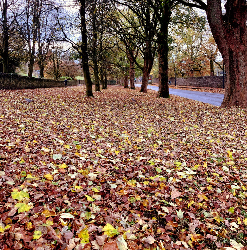 Snooty and Scones | mambo | Blipfoto