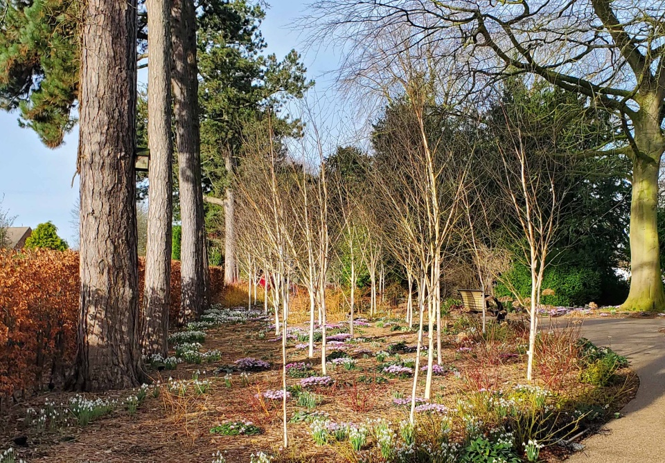 Birch Walk | jankerman | Blipfoto