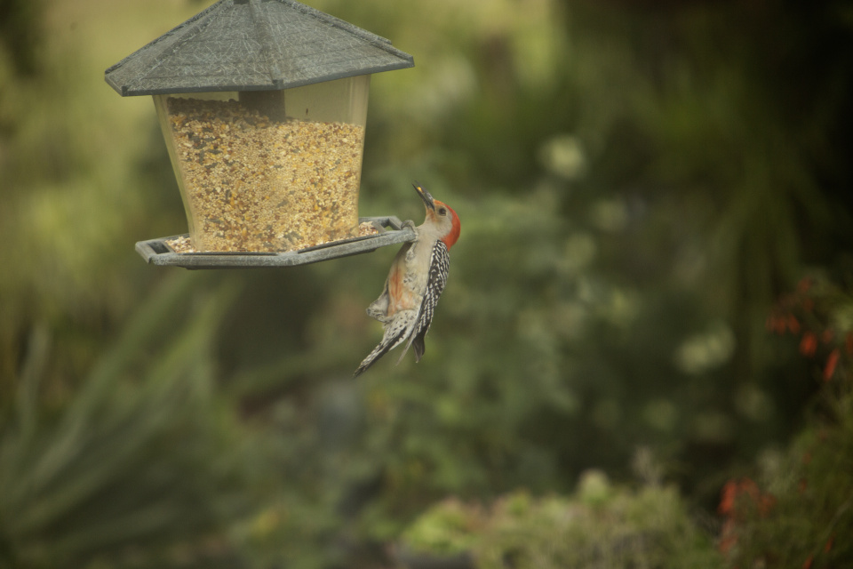 Hanging On | bugsman | Blipfoto