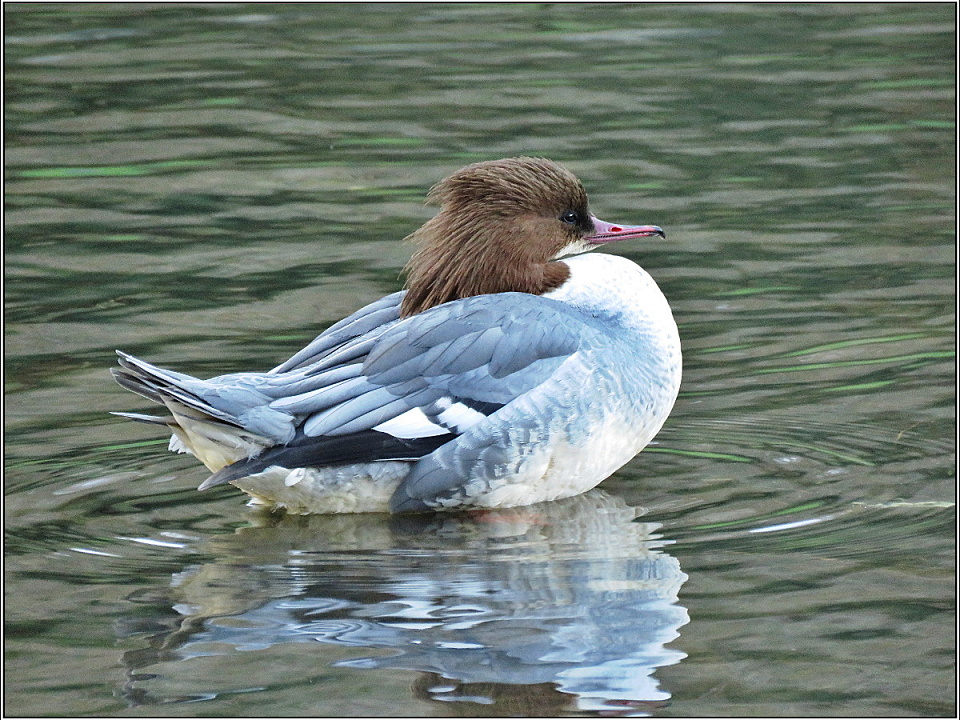 Female Goosander | gen2 | Blipfoto