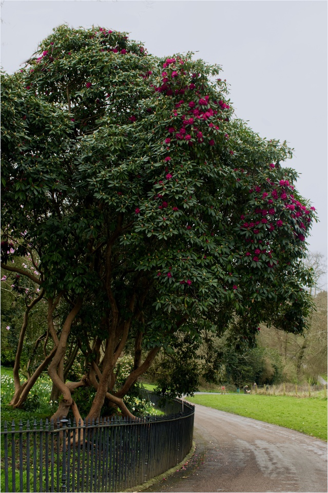 Beside the Drive | Hyperion | Blipfoto