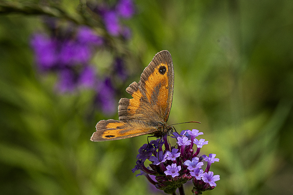 Gatekeeper | villan | Blipfoto