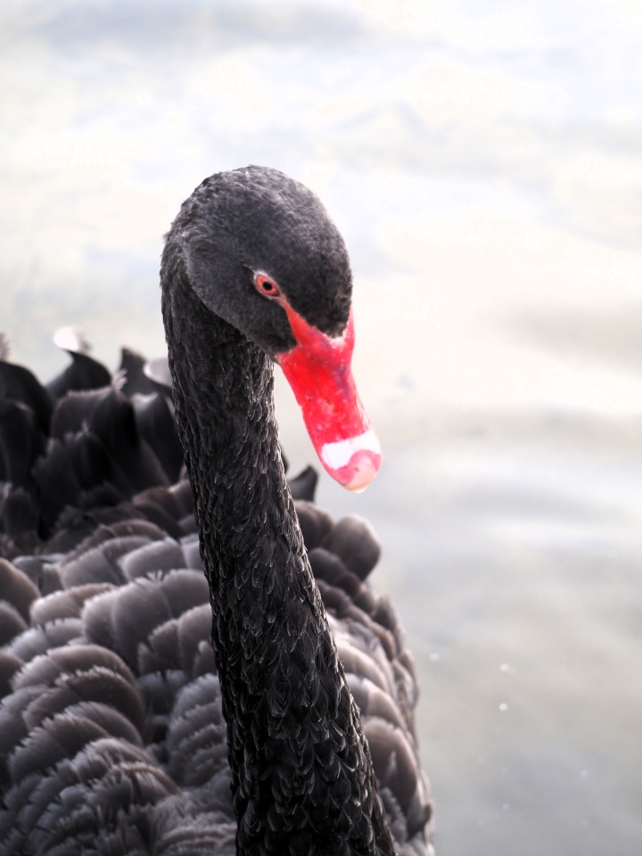 The elegance of a swan | pkln | Blipfoto