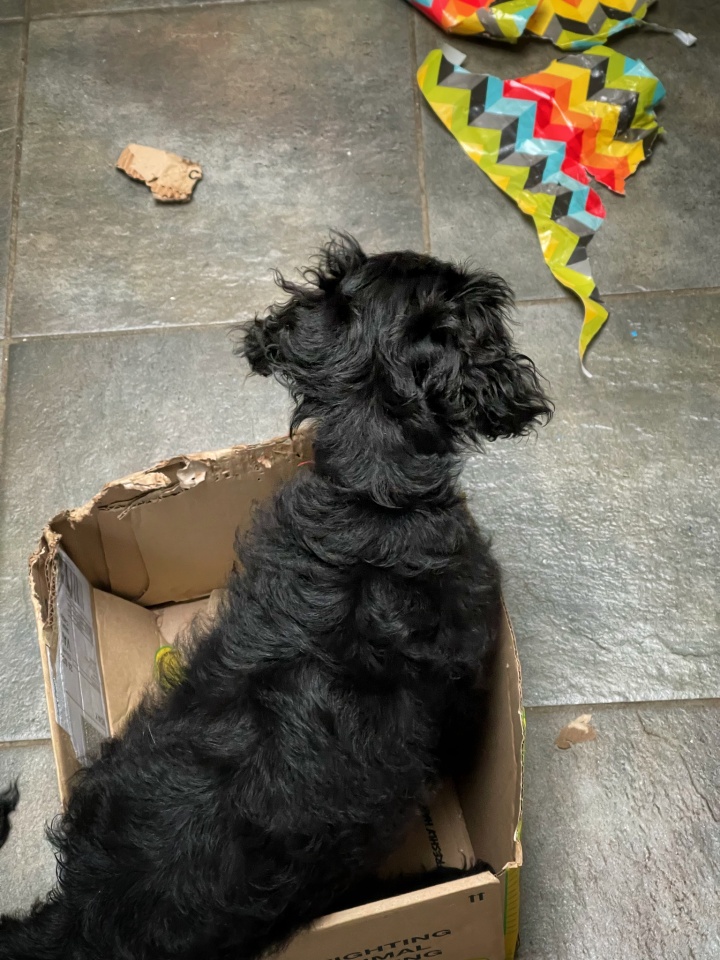 Noah's in his box | sk | Blipfoto