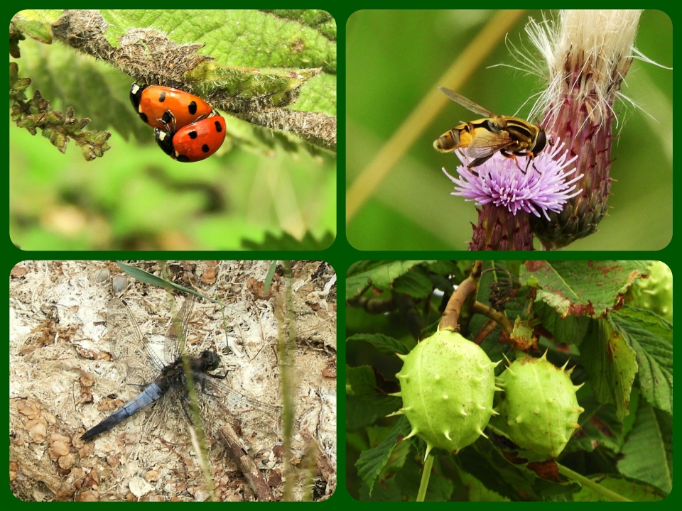 Getting busy! | Tigger101 | Blipfoto