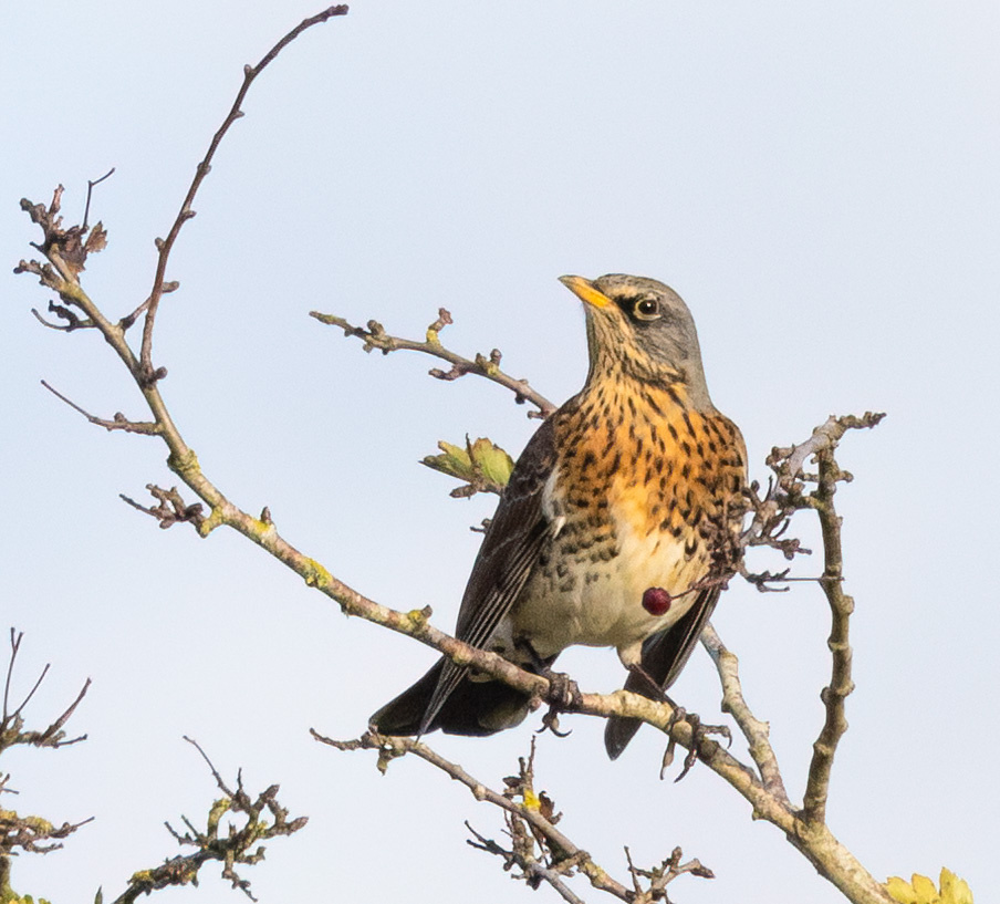 Fieldfare | Hillyblips | Blipfoto
