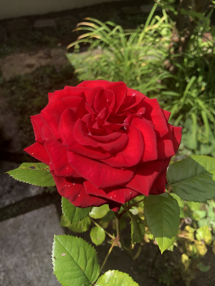 Red Rose | comments | Blipfoto