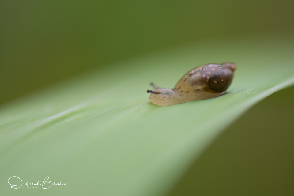A Snail's Pace | dbifulco | Blipfoto