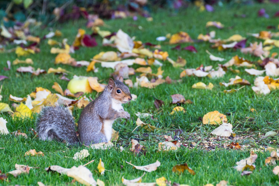 Grandmother's footsteps | JDO | Blipfoto