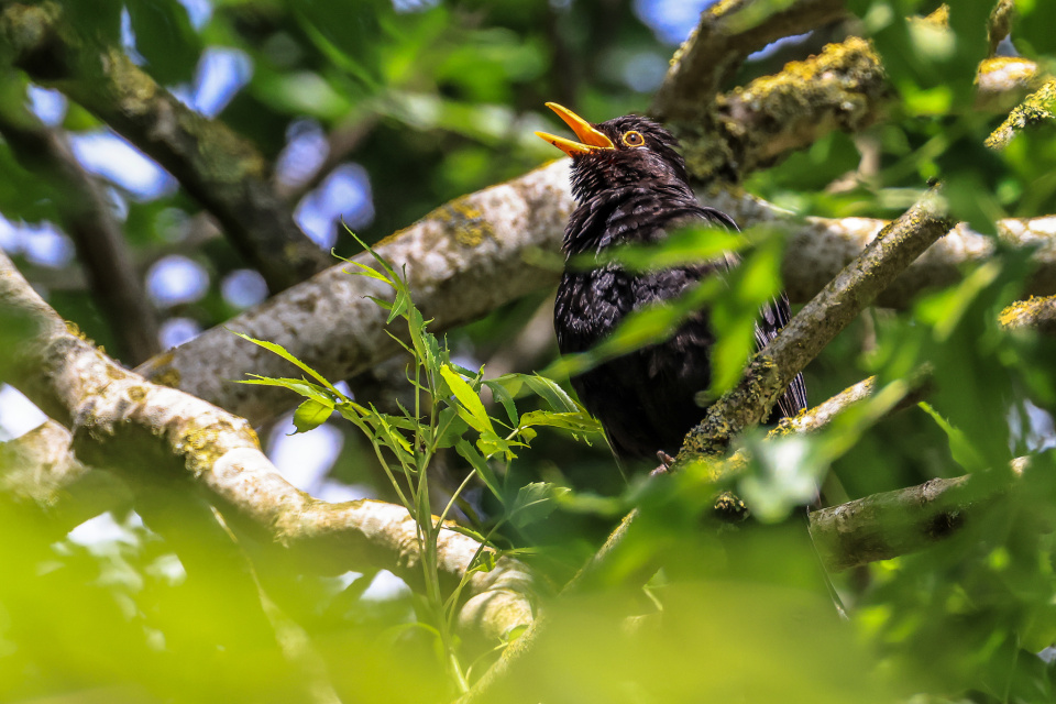 Singing Blackbird | MsQuizzical | Blipfoto