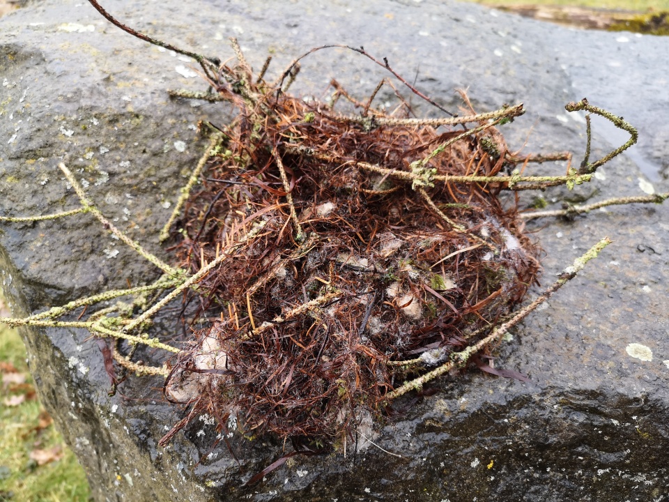 A broken bird's nest. | Geeske | Blipfoto