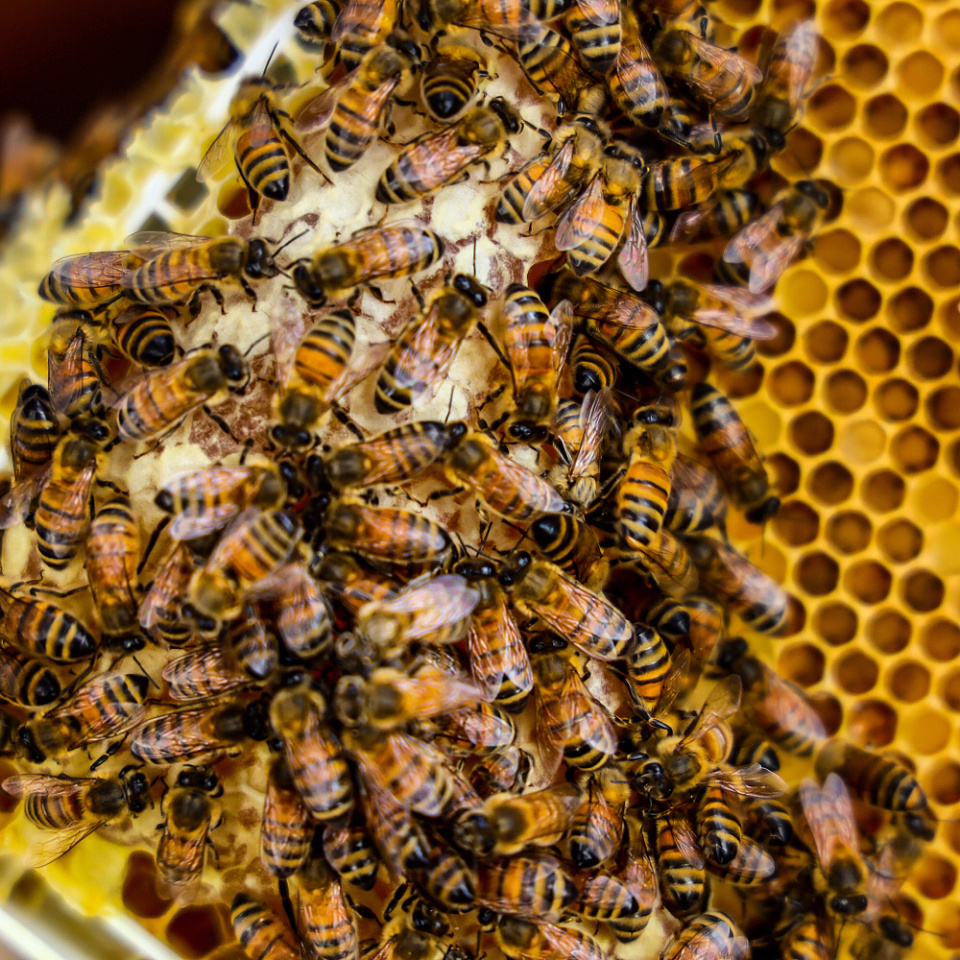 The Purple Hive (2) | Lysle_Photo | Blipfoto
