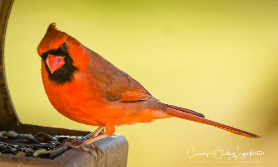 Barely blipping | Skip | Blipfoto