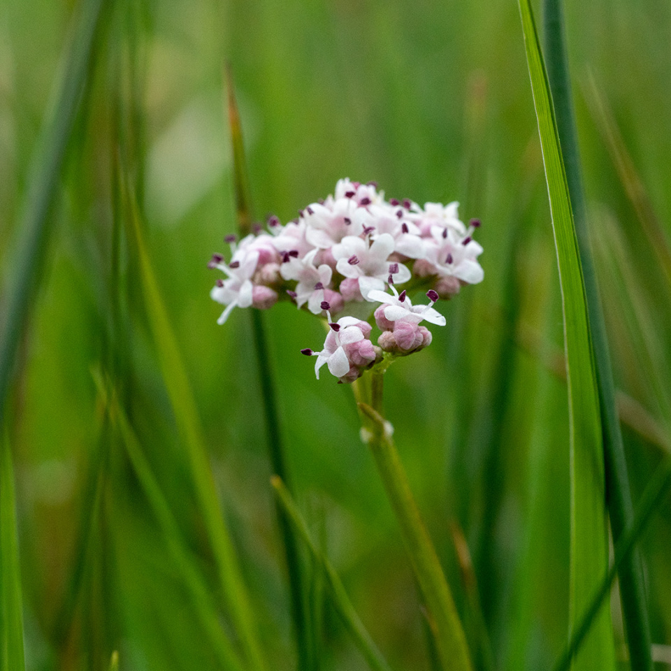 The mystery of Gowk Bank | walkingMarj | Blipfoto