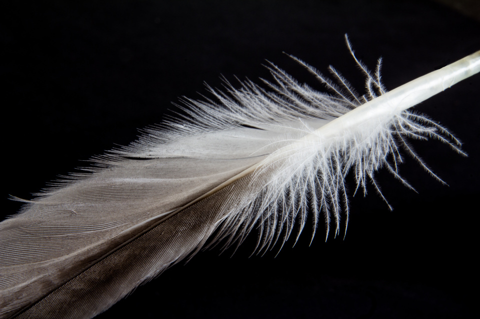 Vaned Feather | Kernow | Blipfoto