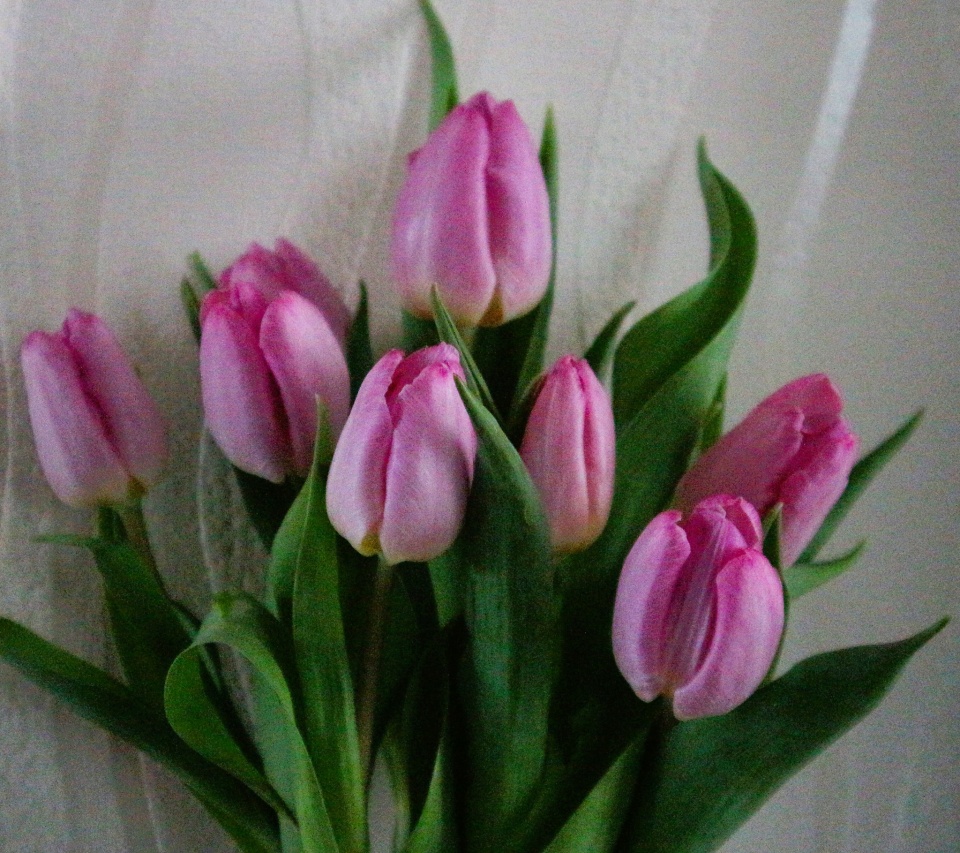 Flower Friday - Tulips | craftylady | Blipfoto