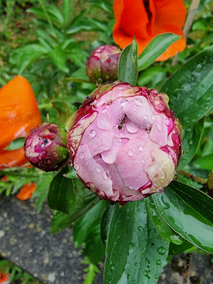 Peony | Redberry | Blipfoto