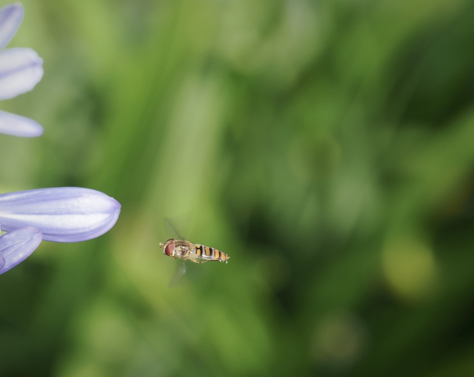 Hovering | Technophobe | Blipfoto