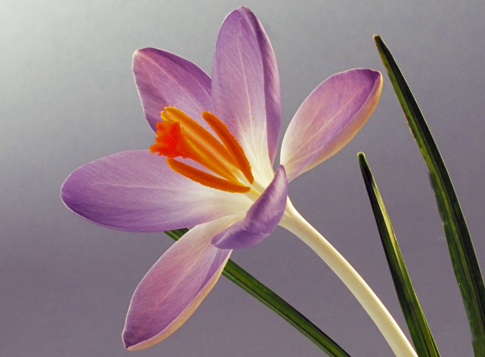 Spring Crocus | Miranda1008 | Blipfoto