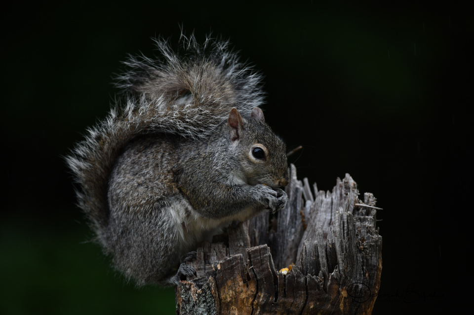 Squirrel Friday | dbifulco | Blipfoto
