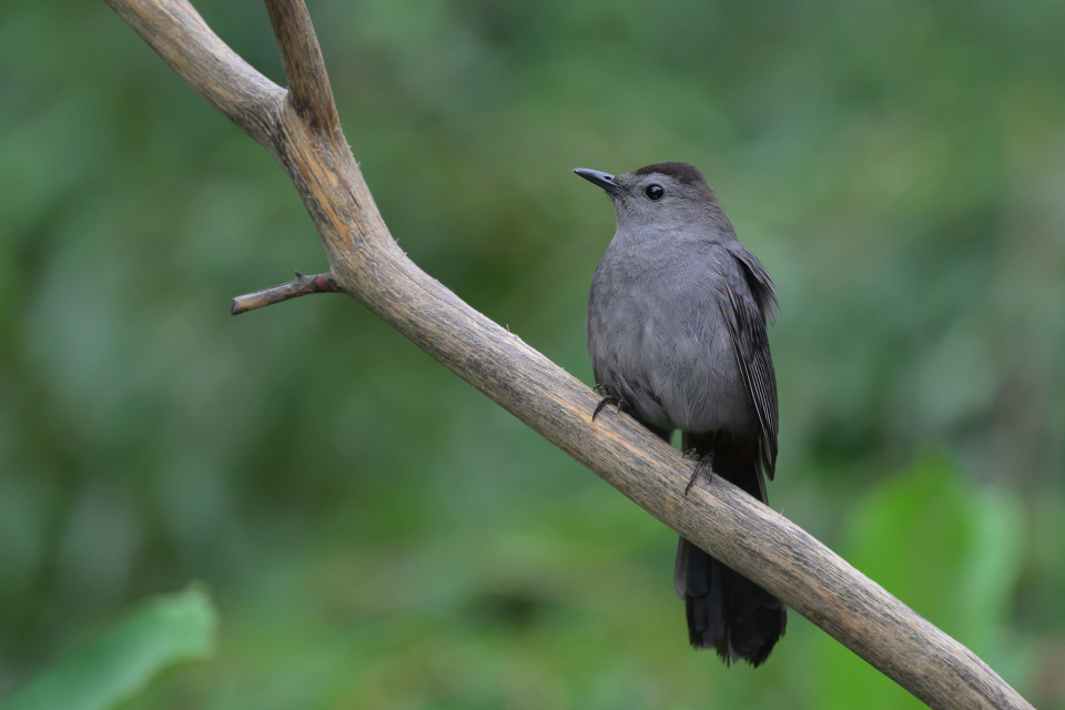 Catbird | dbifulco | Blipfoto