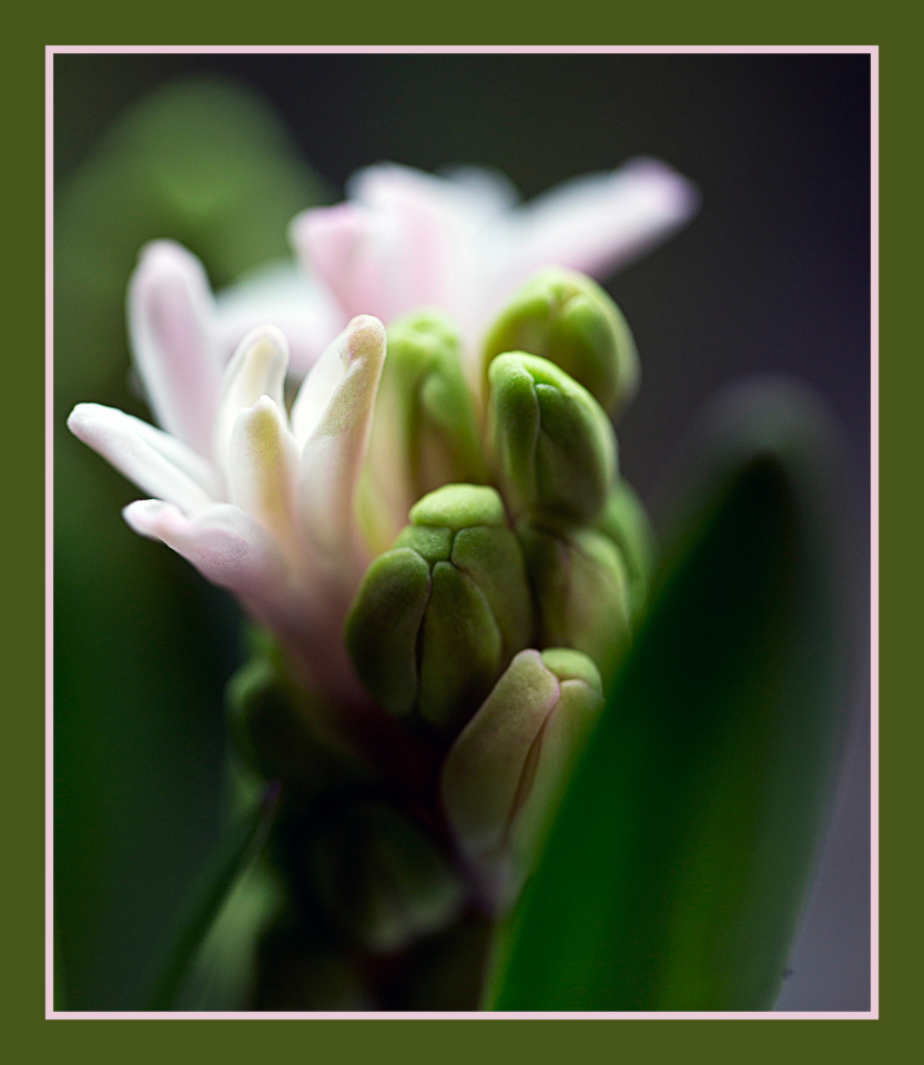 A foretaste of spring. | JeanSnaps | Blipfoto