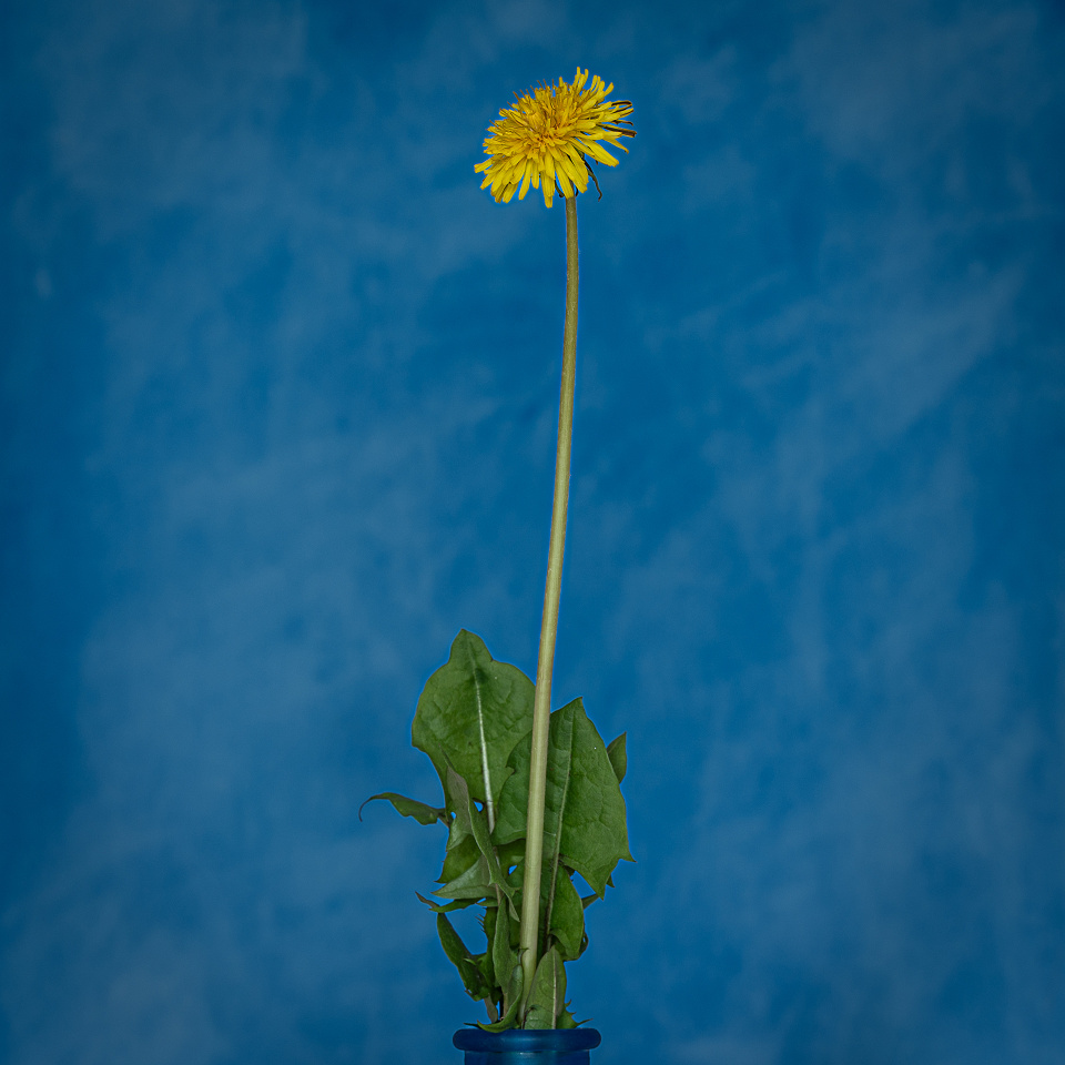 Flower Friday: Spring is here!! | GoranZebuhr | Blipfoto