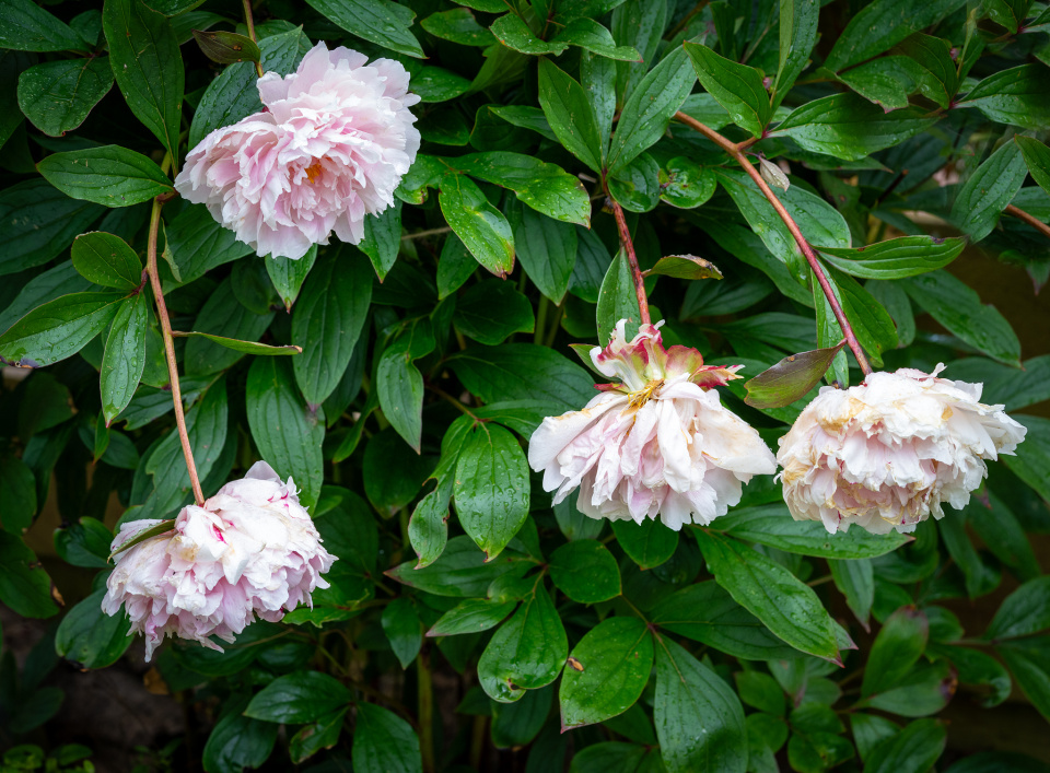 Peonies | DarkEyedMary | Blipfoto