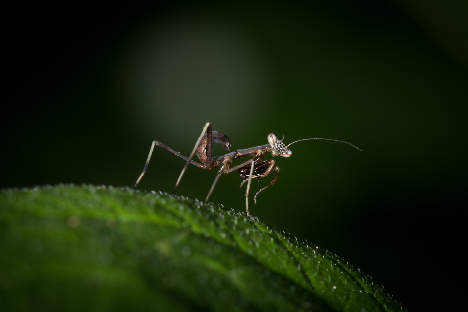 Miniscule mantis | jensphotos | Blipfoto